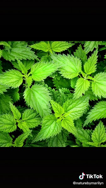 Bienfaits et propriétés de l ortie ⛔contre indiquée en cas d astme troubles cardiaques, troubles rénal, œdème de la prostate, cancer de la prostate ❤️ merveilleuse pour tout ce qui est énoncé sur la vidéo. D autres ytilisations connus, n hesitez pas a m en faire part 🥰🥰🥰#naturebymarilyn #nature #natural #ortie #orty #depuration #permaculture #power #BIO #SANTE #VITAL #vertu #phyto #chlorophyll #ecologie #fy #fyp #foryou #pourtoi #green #vert #followme #lovenature