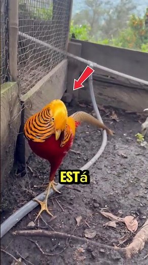 Parece sacado de una película #viralvideo #viralshorts #shorts #video #fyp