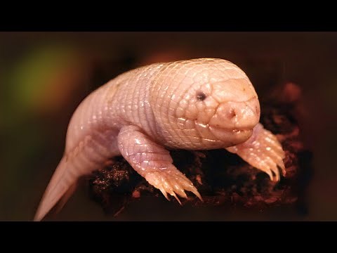 Mexican Mole Lizard 🪱 Bizarre 'Legless' Lizard!