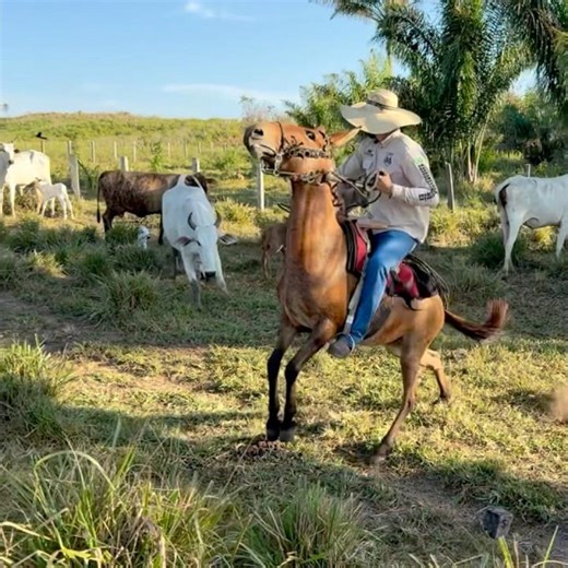 WITH A WILD COW YOU CAN'T HESITATE 😰#animals #horse #farm