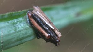 Microcaddisflies or purse-case caddisflies, Larva emerging from case made of plant material. Hydroptilidae are a large family of caddisflies (Trichoptera) with a worldwide distribution