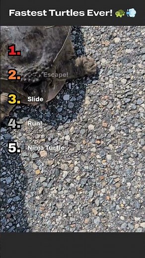 Fastest Turtles Ever! 🐢💨