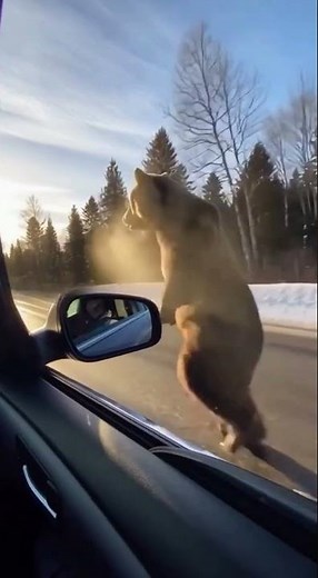 Bear Chases Car on Highway! 🤯 (Full Speed Sprint)#Bear #BearChase #WildAnimals #AnimalEncounters#fyp