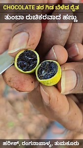 #krishibelaku #chocolateplant #chocolatetree #chocolateplants #blackberry | Krishi Belaku