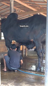 3.3K views · 24 reactions | Black ongole monster | Sapi Kulo Channel | Facebook