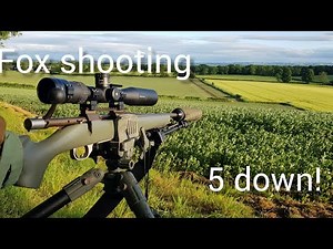 Fox shooting with a .243 Howa 1500