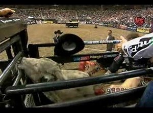 KNOCKED OUT: PBR veteran Ross Coleman gets knocked unconscious in the chute