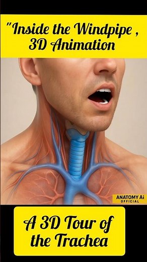 "Inside the Windpipe: A 3D Tour of the Trachea | 3D Animation | #Shorts #anatomy "