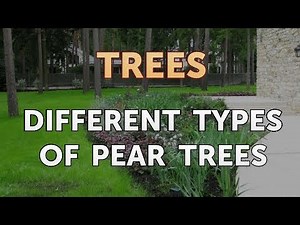 Different Types of Pear Trees