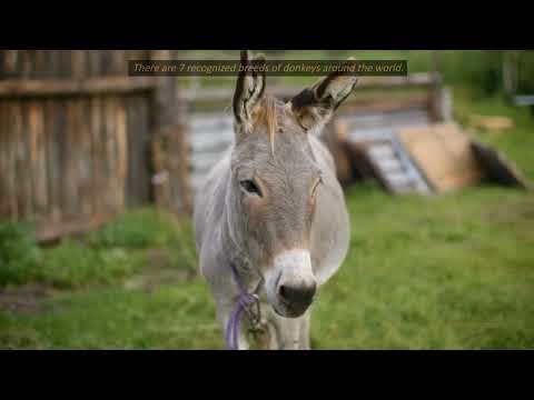 Donkeys Pain EXPOSED When These Animals Eyebrows Are Raised