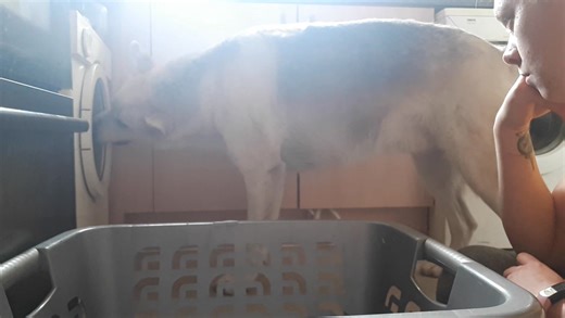 16 shares | Came up on my fb memories, my boy Bear learning how to do the laundry using shaping/clicker training. This was taught over a few months as part of my FdSc In Applied Canine Behaviour and Training at Bishop Burton College Opening washing machine door, putting laundry in washing basket and shutting the washing machine door. This is one of the many training sessions Love my boy do much  | College 4 Canines | Facebook