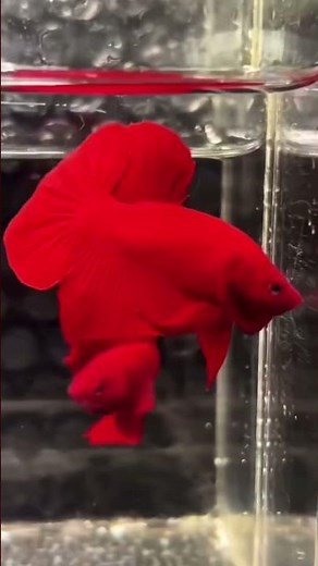 Betta Fish Facts: Amazing Insights into Nature's Jewels #fishtankreview