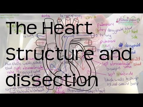 Heart Structure and Dissection | Revision for Biology A-Level and IB