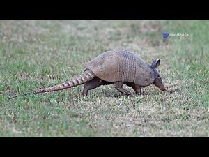 13 Fascinating Facts About Armadillos 🦔