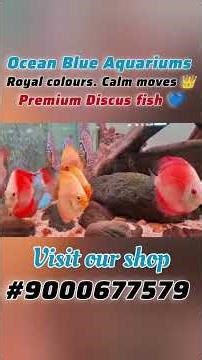 Premium Discus Fish | Royal Colours & Calm Moves – Ocean Blue Aquariums 🐟👑