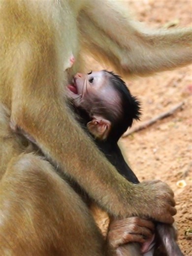 955K views · 8K reactions | Why Mommy? Baby Cry young mom push her down remove from milking #beautiful #monkeydluffy #monkeycute #babymonkey #monkeyface #lovely #monkey #cute #animals #animalsbaby #poormonkey #monkeycry #funny #funnyvideo #cuteanimals | Monkey TV7 | Facebook