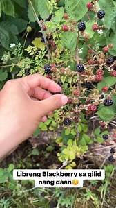 Paboritö kung hinaharvest tuwing summer season | Pearly Alms