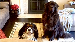 15K views · 134 reactions | We think they may need to go to tracking school to get the hide and seek skills up to par. Nice try pups! | Rumble | Facebook