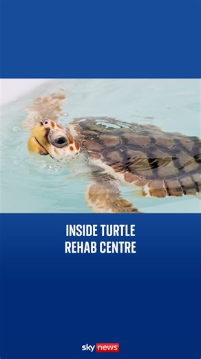 20K views · 104 reactions | Sky News heads inside the UK's first turtle rehabilitation centre as figures show that last year 35 sea turtles were found stranded on British shores, compared to just 12 in 2022. | Sky News | Facebook