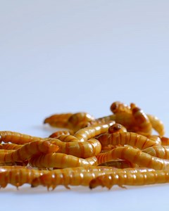 Insects have the ability to make protein far more efficiently than other animals. | NOVA l PBS