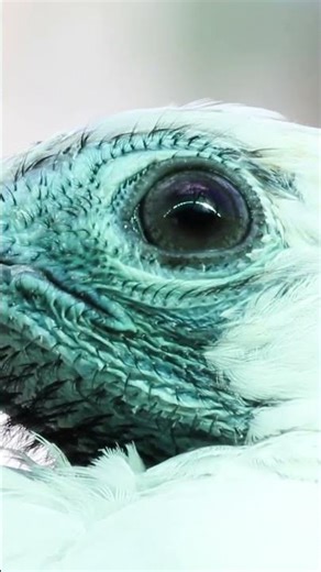 The Hidden Colors Only Birds Can See