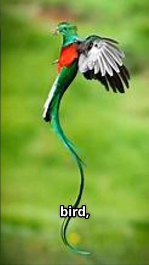 The Bird So Beautiful It Was Worshipped as a God