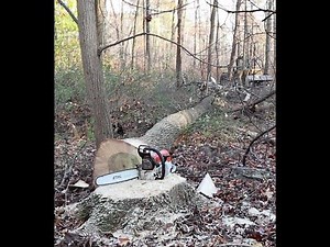 Cutting Over Trees With The Stihl ms 462 c-m