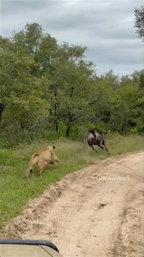 LIONESS hunting… BRUTAL!