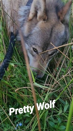 Pretty Wolf at the Lake! #petwolf #honeythewolf #wolf #wolfdog