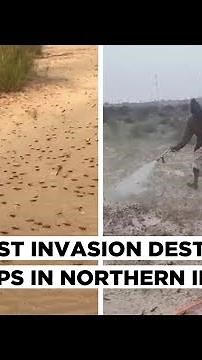 Locust Attack In Northern India | Crops Worth Millions Of Dollars Damaged