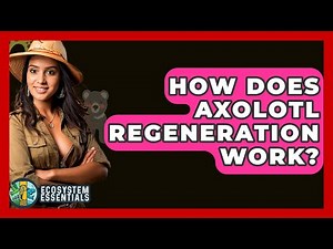 How Does Axolotl Regeneration Work? - Ecosystem Essentials