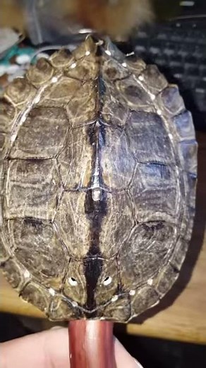 Beginning of a map turtle shell rattle