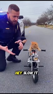 2.3K views · 6K reactions | Kitten vs Cop Then Oops! | Leoscuk | Facebook