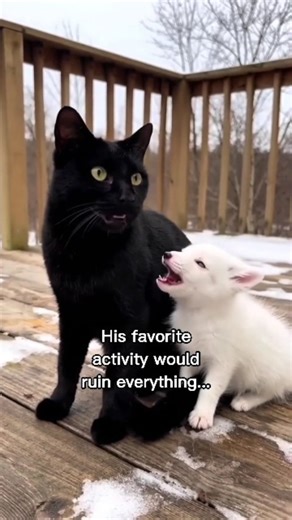 @yamatosenseii on Instagram: "The Shadow and the Snow Yamato, a native Alaskan, lived in a cozy timber cabin tucked away on the edge of a vast, ancient forest. His constant companion was Jack, a sleek black cat whose fur was as dark as a winter midnight. Jack was no ordinary house cat; he was a bold explorer who often wandered deep into the spruce trees. One crisp afternoon, the sun was hanging low over the icy horizon when Jack returned from his daily patrol. Yamato watched from the porch as a