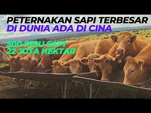 Peternakan Sapi Terbesar di Dunia Ada di Cina, Mudanjiang Mega Farm. Ada Ratusan Ribu Ekor Sapi