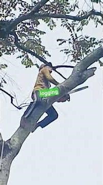 extrime penebangan dari langit #automobile #asmrvideo #woodworking