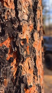 This tacoma has one of the meanest stances I’ve ever seen. These @lockoffroadwheels go crazy. #trdpro #tacoma #toyota #trucksofinstagram #truck . . . Build list @lockoffroadwheels Mojave 17x9 0 @toyotires RT 315/70/17 @bosslightingusa Premier Series 4 Pods @roughcountry Bed Camper Shell @tacovinyl Door Wraps @beatsonicusa Amplifier | Andrew Smith