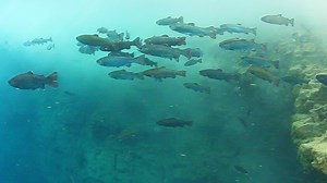 Throwback to the cold spring day when the ODNR let us dive during the Trout Release. | White Star Quarry