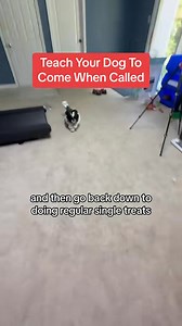 How To Teach Crazy Strong Recalls #puppytraining #puppytrainingtips #puppytrainer #puppyobedience #puppytraining101 #puppyschool #puppylove #puppiesofinstagram #puppylife #trainyourpuppy #puppybiting #puppyleashtraining #puppysocialization #puppyjumping #positivedogtraining #forcefreedogtraining #rewardbasedtraining #puppydevelopment #housebreaking #pottytrainingpuppy #BestBuddyDogTrainer #InHomePuppyTraining #MarylandPuppyTraining #puppytrainingprogram #puppytrainingjourney #puppytrainingvideo 