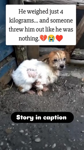 Rodick | He weighed just 4 kilograms… a tiny, fragile body that should have been held with love. But instead, someone threw him out like trash.... | Instagram