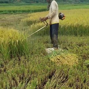 4.7M views · 39K reactions | Cutting rice with a hand-cut machine too fast | Anju Upadhyay Amrit | Facebook
