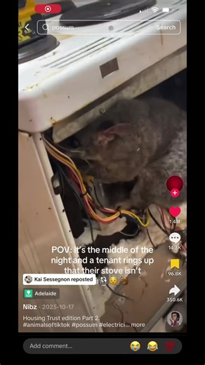 How to Keep Your Kitchen Clean from Rats