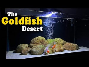 Creating the Perfect Goldfish Desert: Quick Tank Setup Guide.