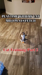 Part 2 | Cat Training Playing Fetch • #cat #catsofinstagram #catlover #training #catlife #kitty #fy #catstagram #fyp #catsagram #cats_of_instagram #fetch #kitten #milo #pet #petstagram #petlovers #cattraining | Darvin Gatlin | Facebook