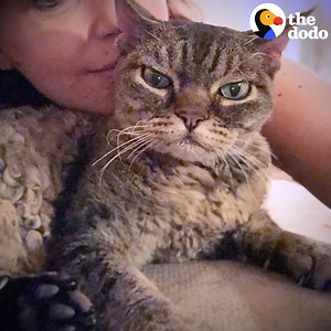 7.3M views · 14K reactions | This grumpy-faced rescue cat attacked her new mom at first — but look at her now  | The Dodo | Facebook