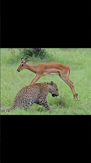 Unbelievable! Deer Jumps Over Leopard's Head in Epic Escape!