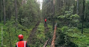 Loggers with saws are walking through the woods leaving behind themselves cut down trees.
