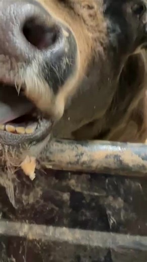 New Year’s Kiss Celebration