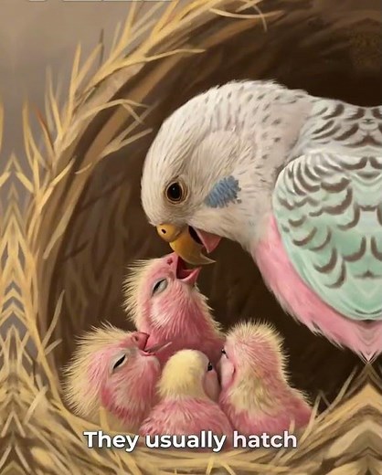 How to Breed Budgies at Home 🐦 | Easy Beginner's Guide (Step-by-Step)