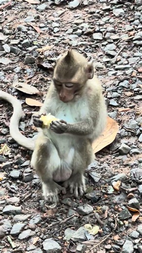 Wildlife Animals that always busy, funny, friendly, and happy, is family of al monkeys in the world